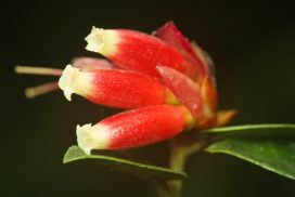 Species Pages – Ericaceae