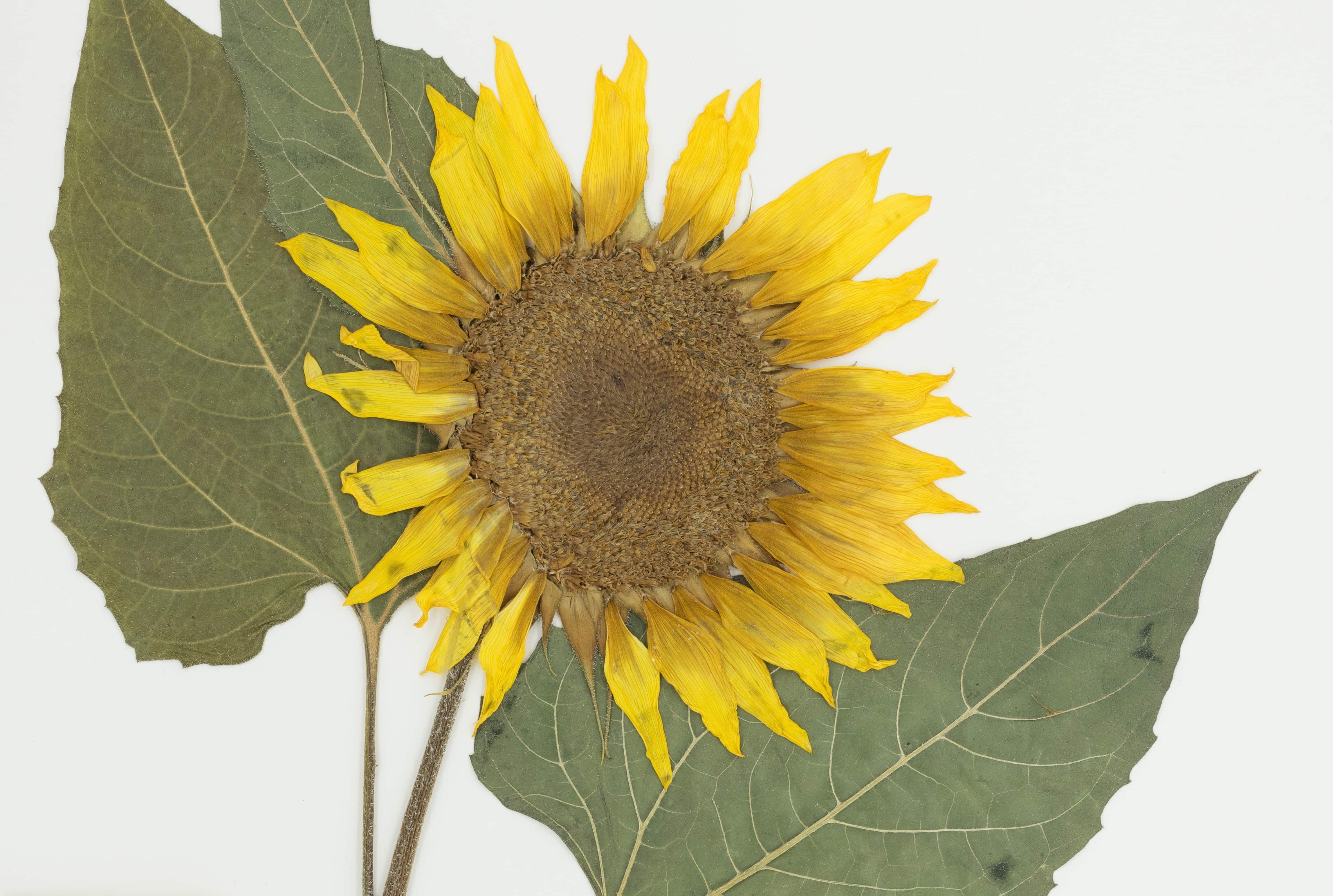Virtual Herbarium Expeditions @ NYBG - The William & Lynda Steere Herbarium