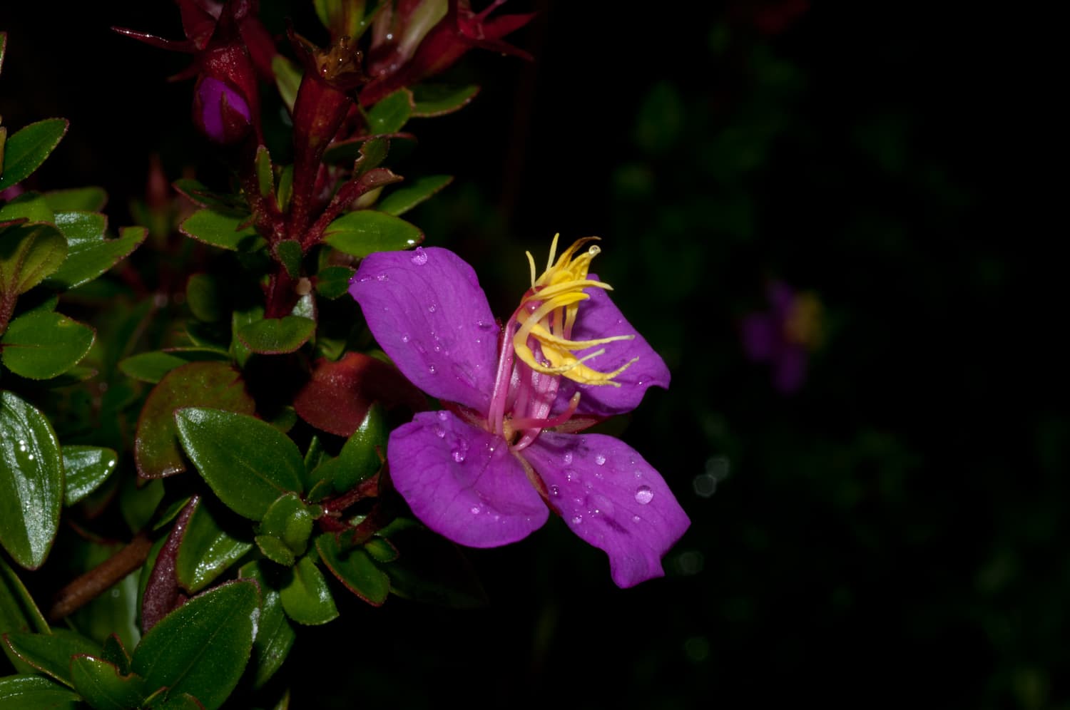 World Flora Online - The William & Lynda Steere Herbarium