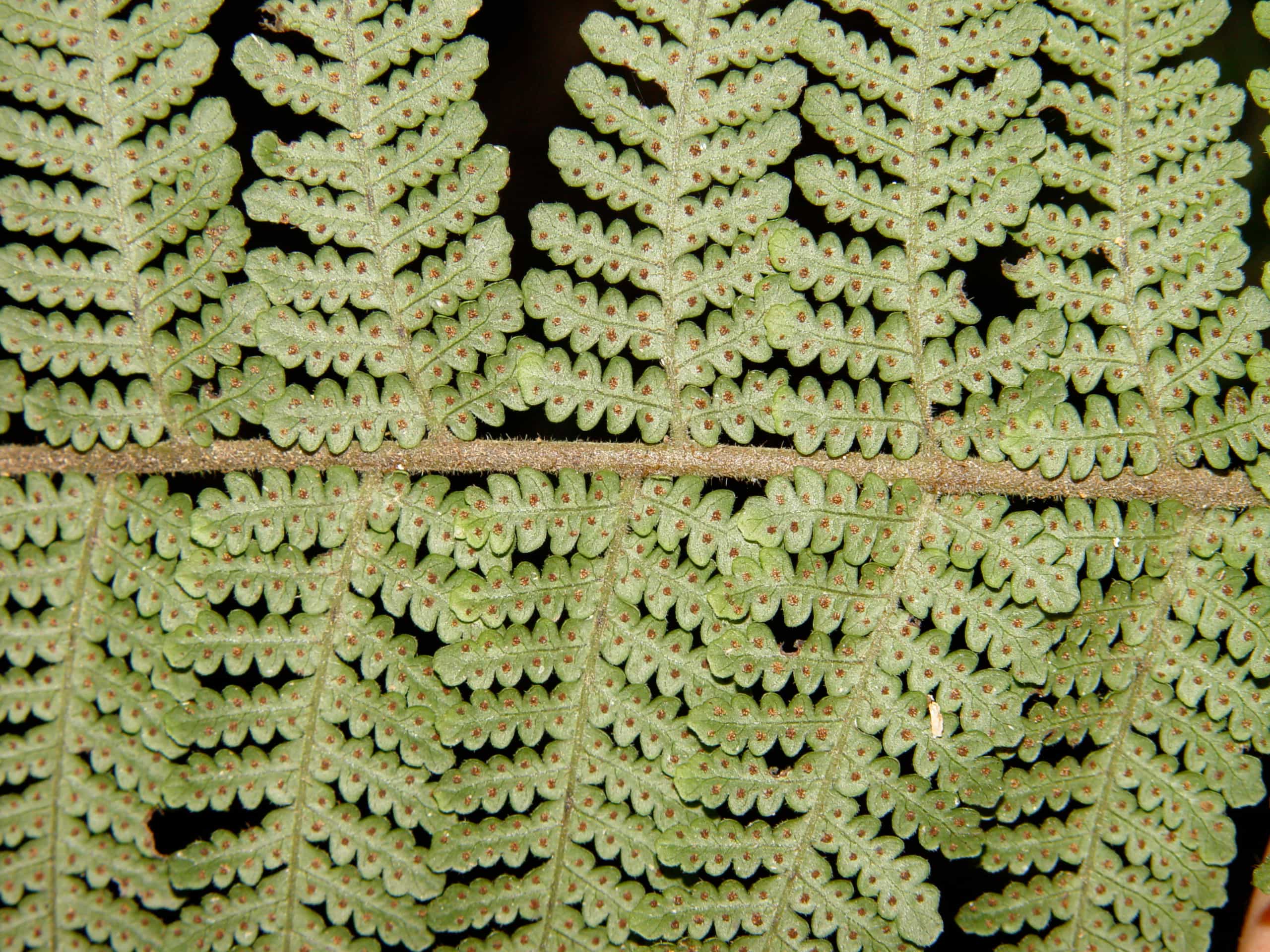 Learn more - The William & Lynda Steere Herbarium