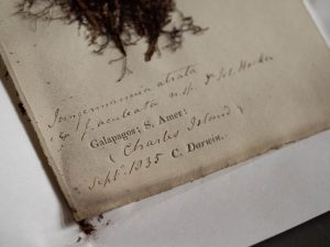 NYBG Visiting Scientist Travel Awards - The William & Lynda Steere ...