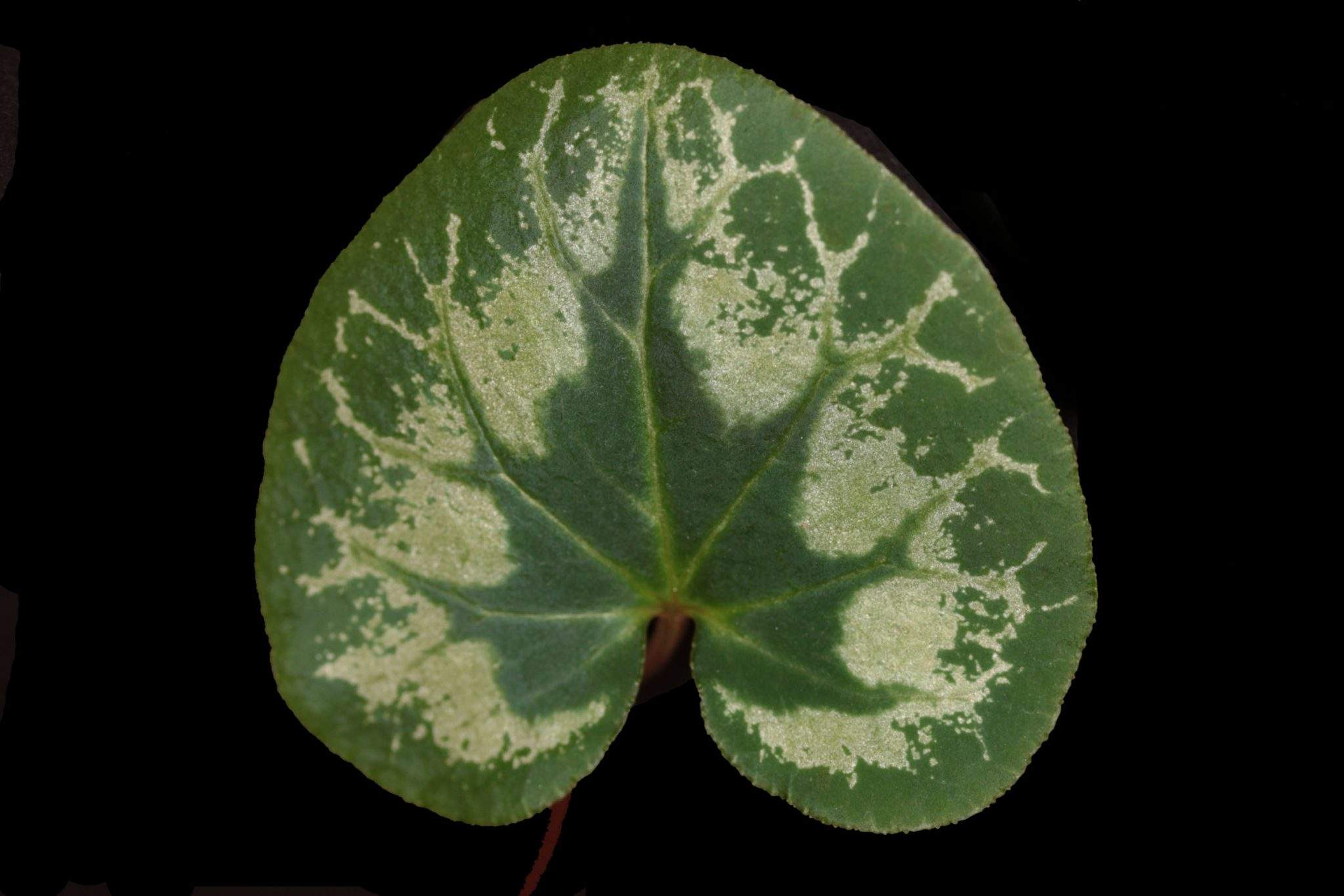 Digital Image Search - The William & Lynda Steere Herbarium