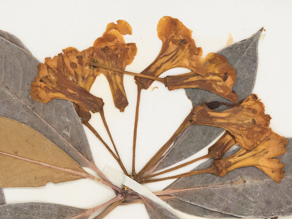 Virtual Herbarium Expeditions @ NYBG - The William & Lynda Steere Herbarium