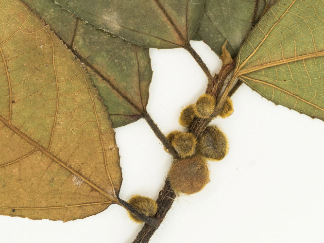 Virtual Herbarium Expeditions @ NYBG - The William & Lynda Steere Herbarium