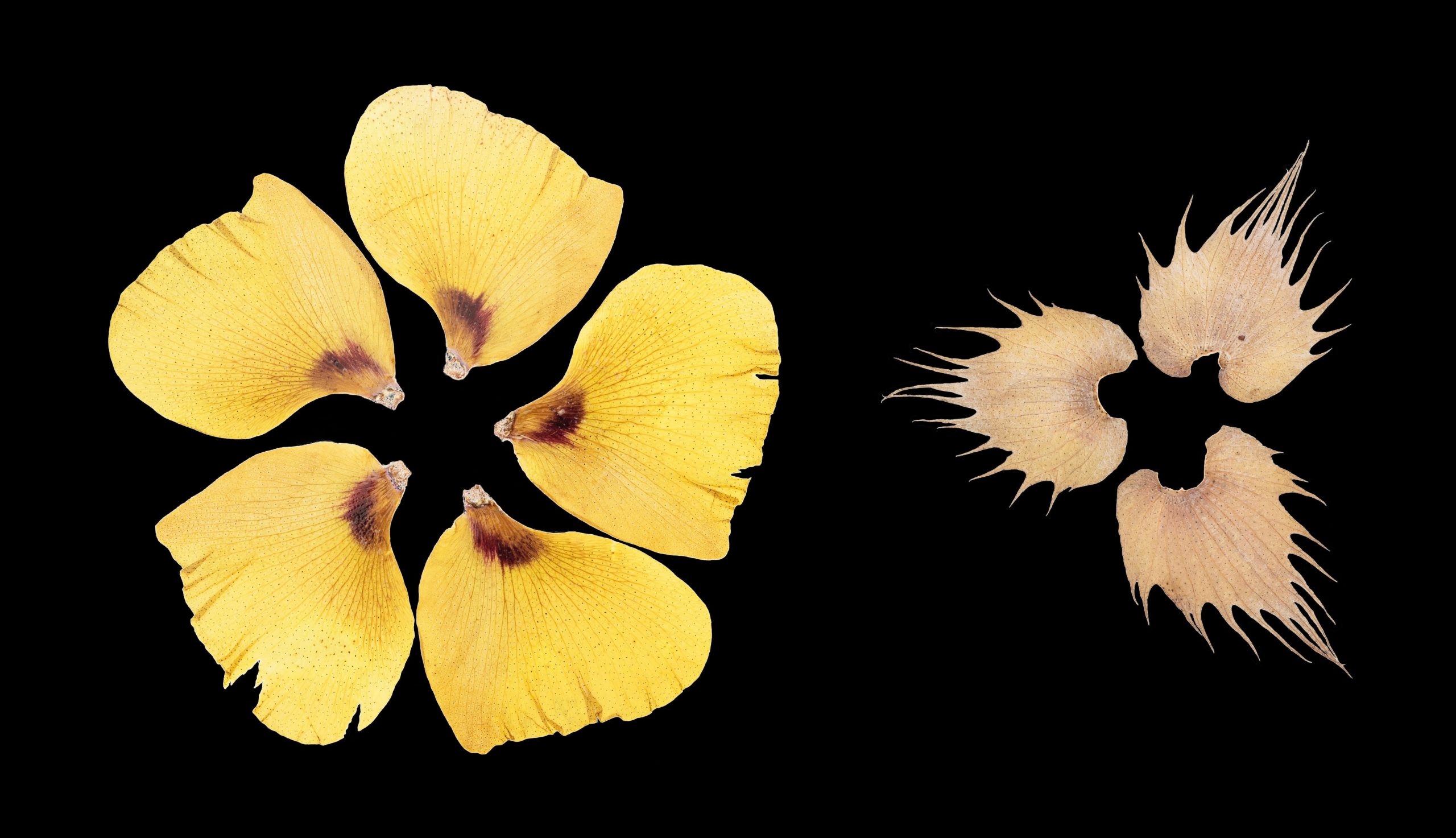 Collections - The William & Lynda Steere Herbarium