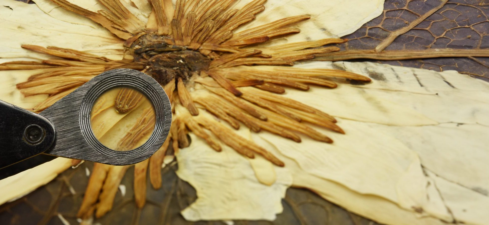 The Hand Lens - The William & Lynda Steere Herbarium