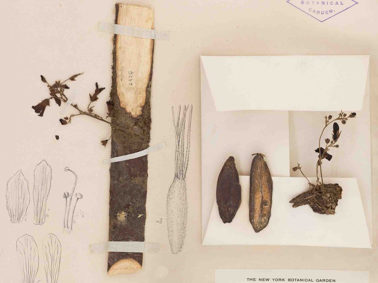 Virtual Herbarium Expeditions @ NYBG - The William & Lynda Steere Herbarium