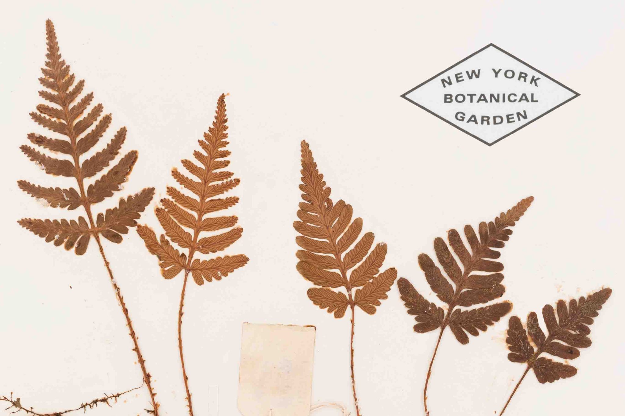 Virtual Herbarium Expeditions @ NYBG - The William & Lynda Steere Herbarium